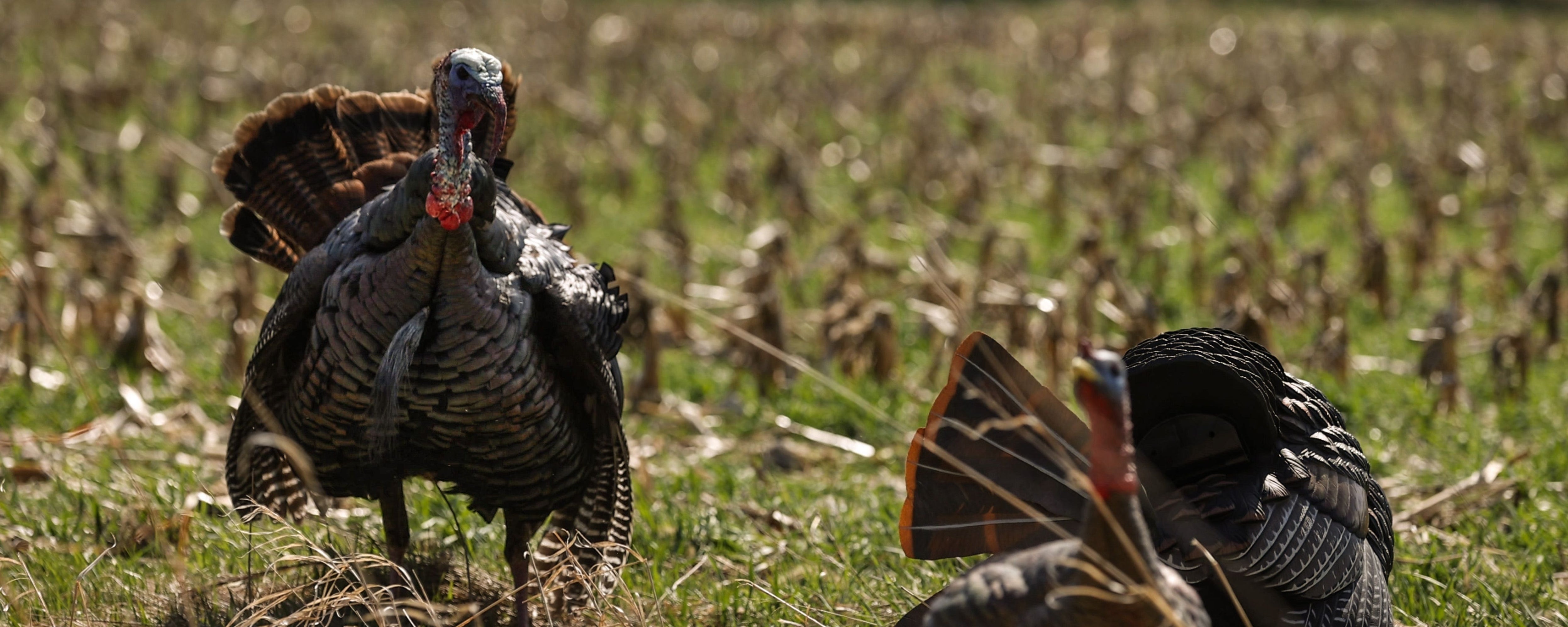 Wild turkey hunting : What to do before, during and after hunting ...