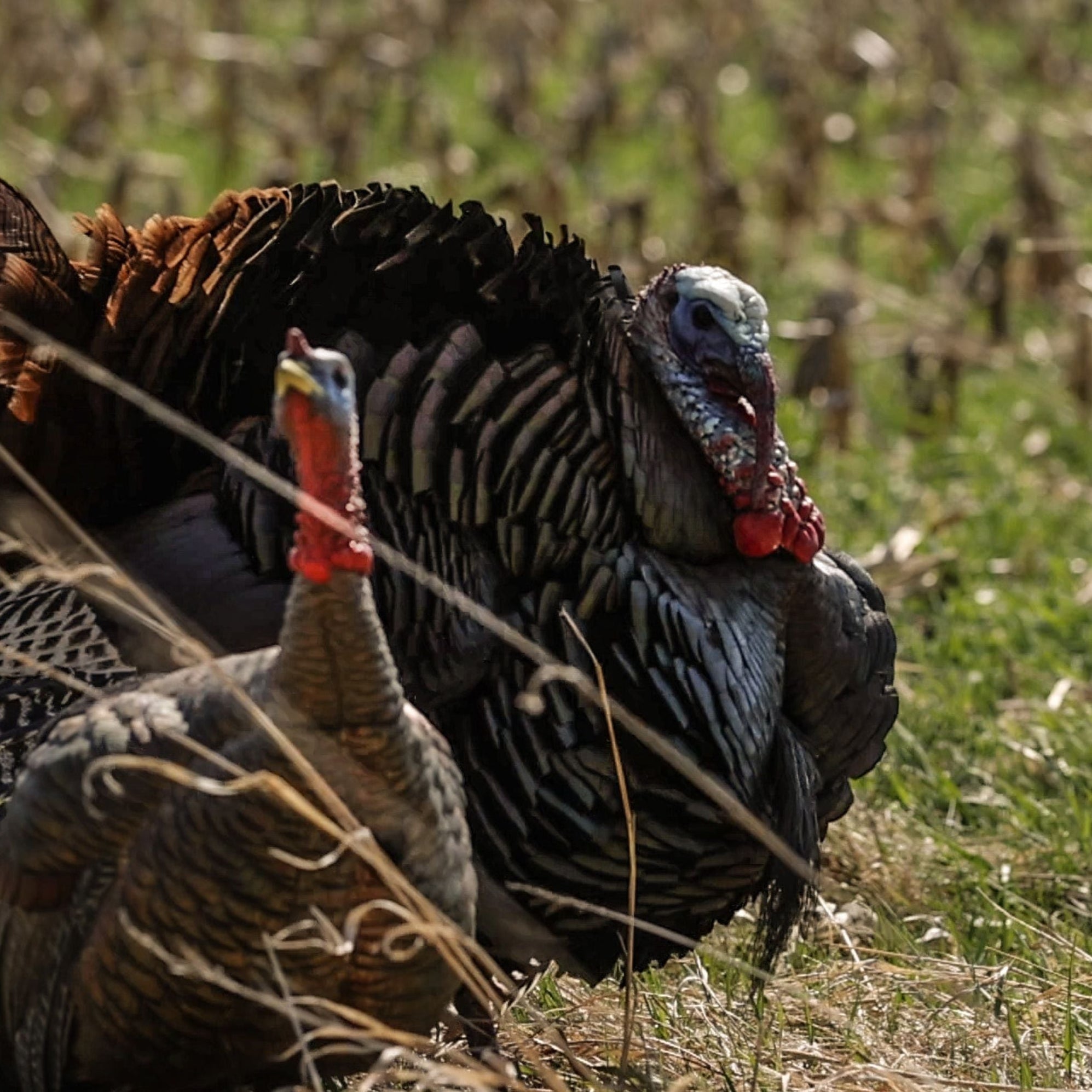 Tout savoir sur la chasse au dindon sauvage au Québec - 2025 — Groupe ...