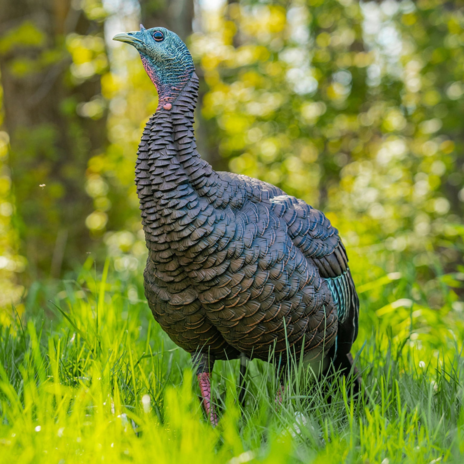 Équipements pour la chasse au dindon sauvage — Groupe Pronature