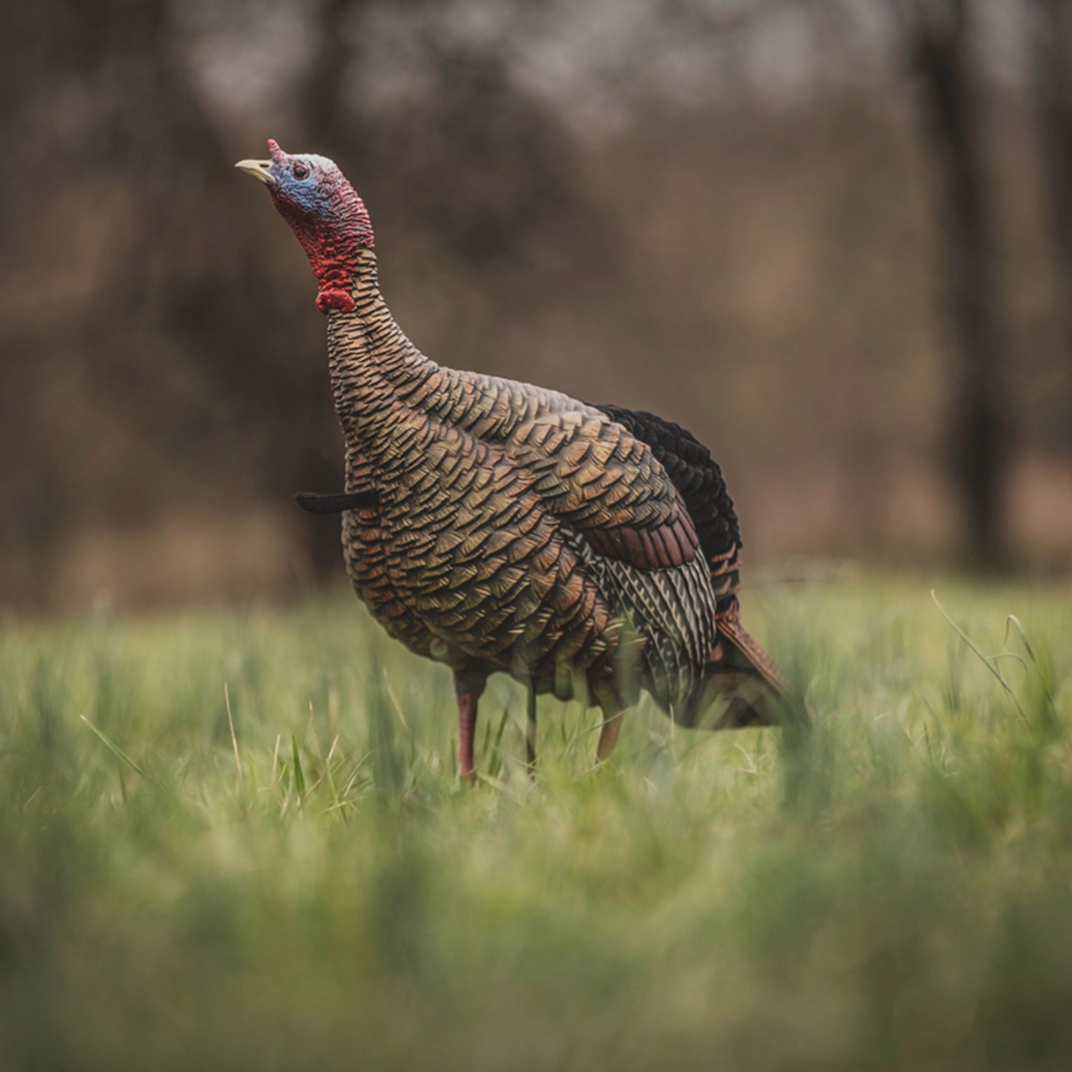 Équipements pour la chasse au dindon sauvage — Groupe Pronature