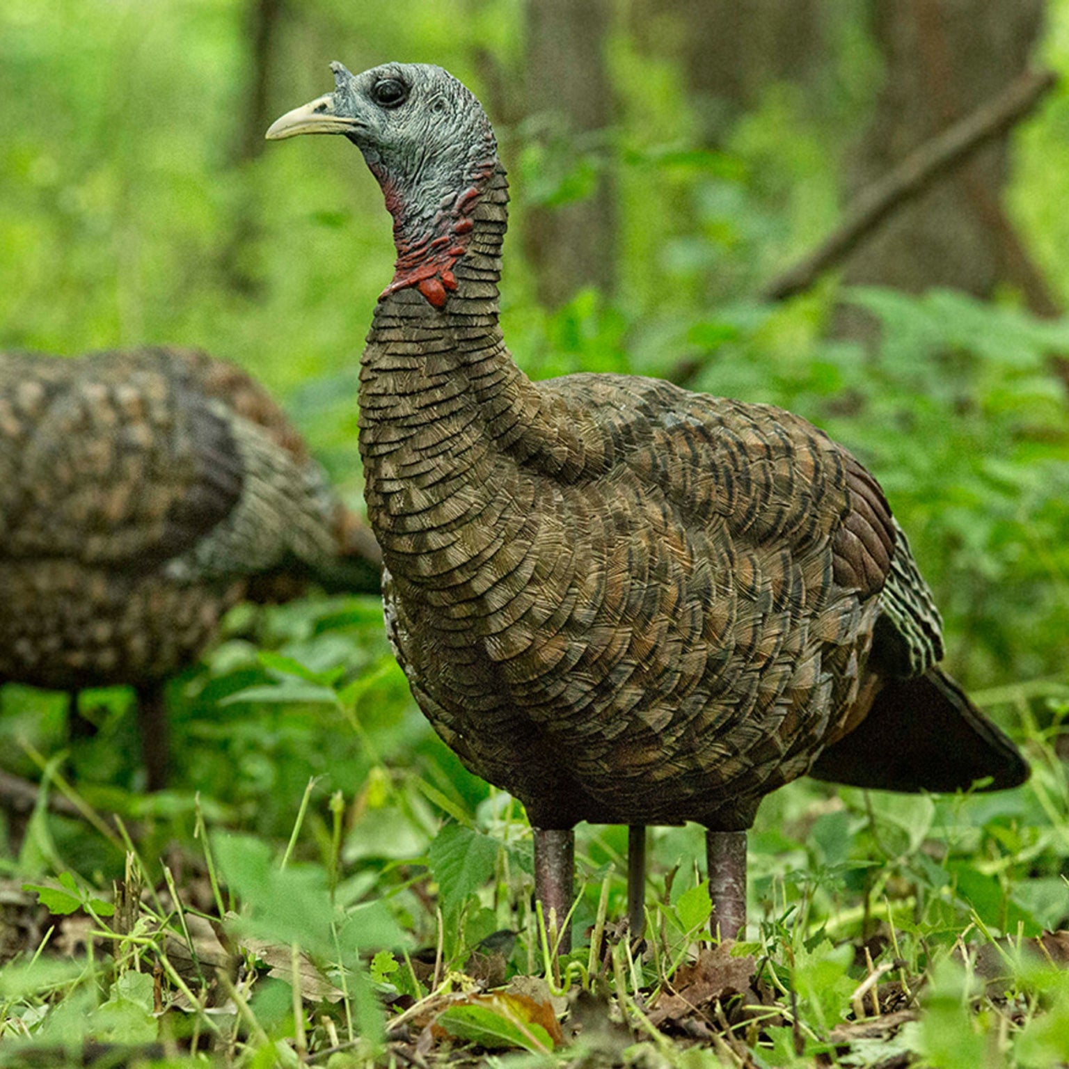 Équipements pour la chasse au dindon sauvage — Groupe Pronature