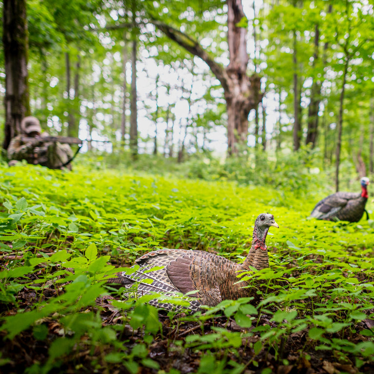 Équipements pour la chasse au dindon sauvage — Groupe Pronature