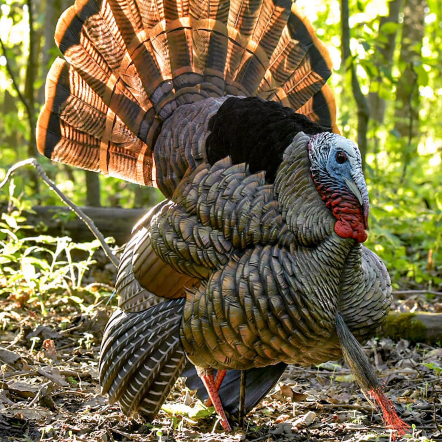 Appelants pour dindons sauvages — Groupe Pronature