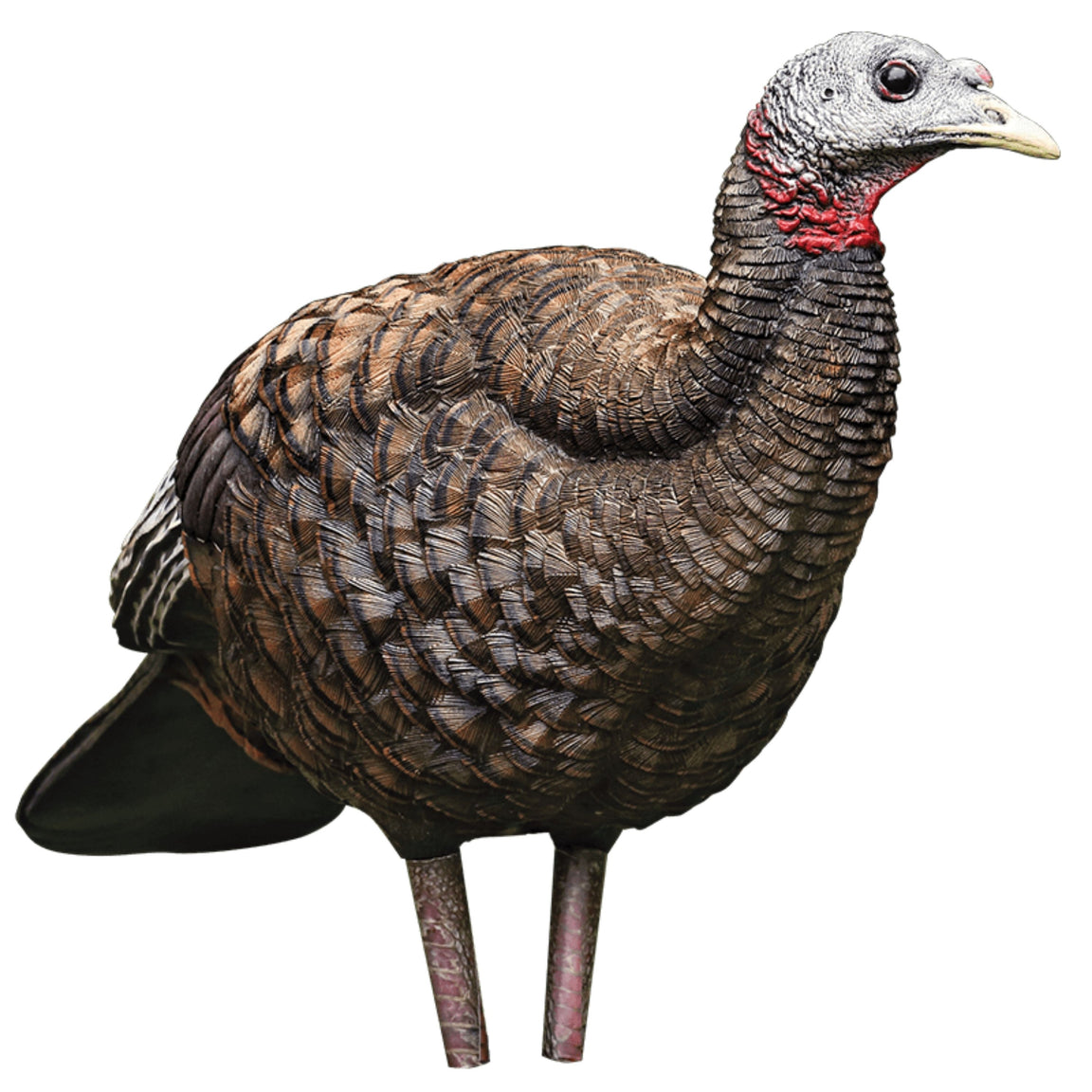 Appelants pour dindons sauvages — Groupe Pronature