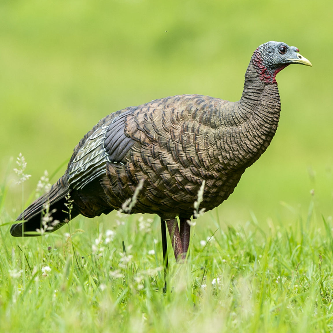 Appelants pour dindons sauvages — Groupe Pronature