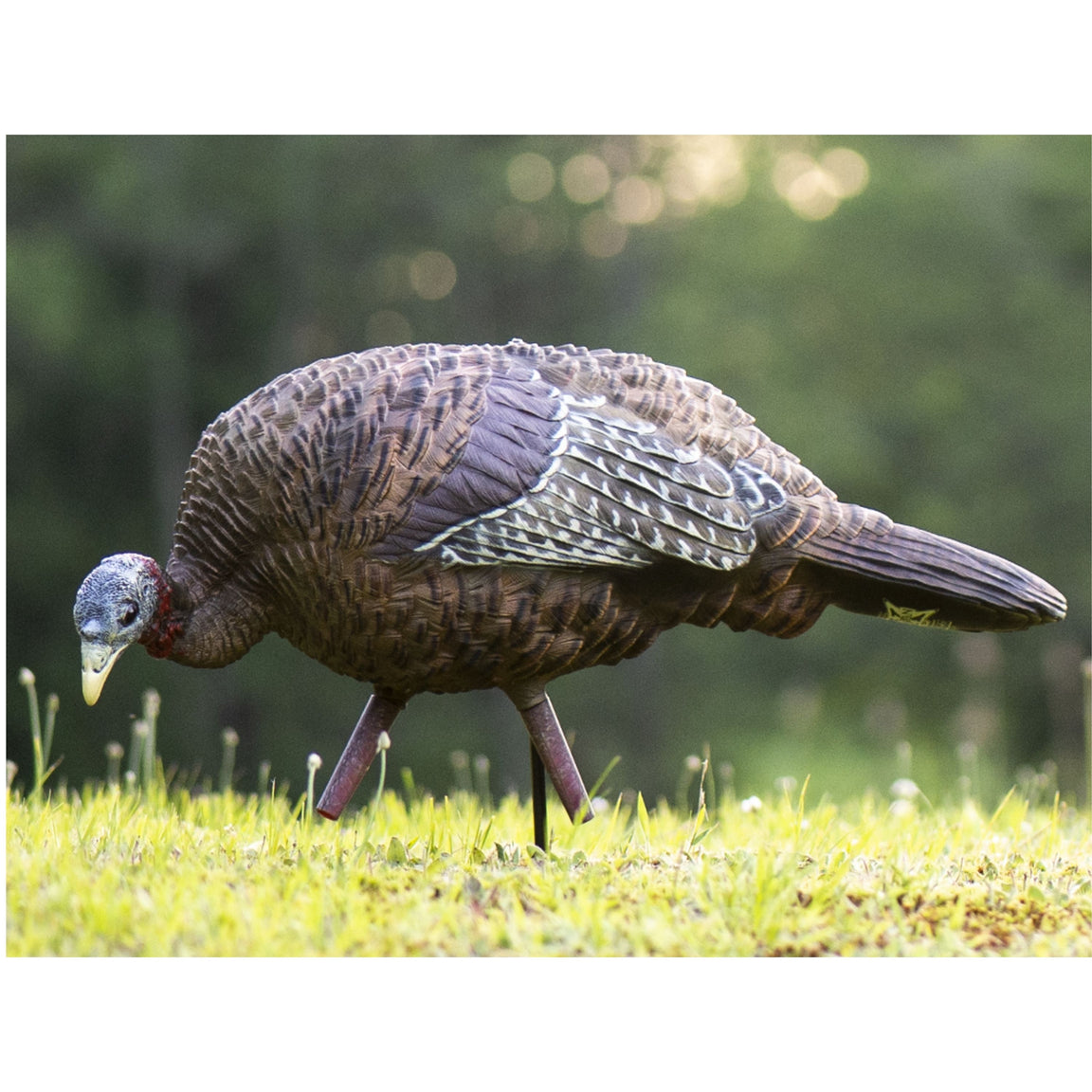 Appelants pour dindons sauvages — Groupe Pronature