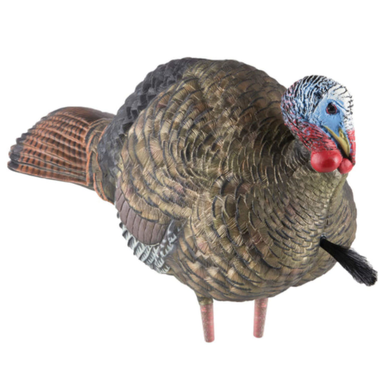 Appelants pour dindons sauvages — Groupe Pronature