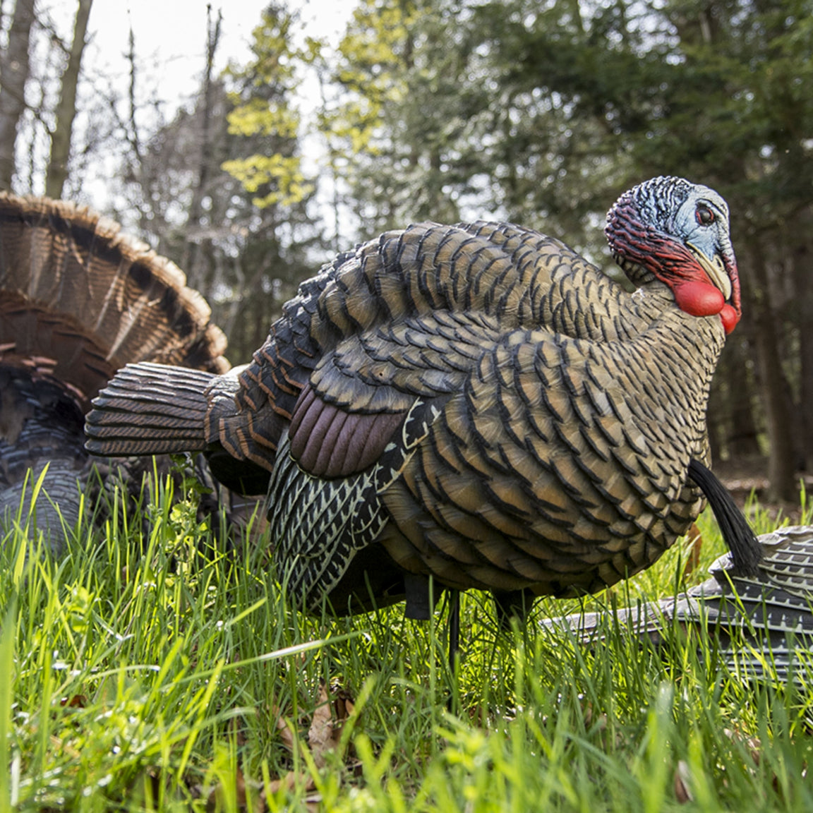 Appelants pour dindons sauvages — Groupe Pronature