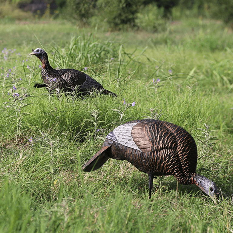 Équipements pour la chasse au dindon sauvage — Groupe Pronature