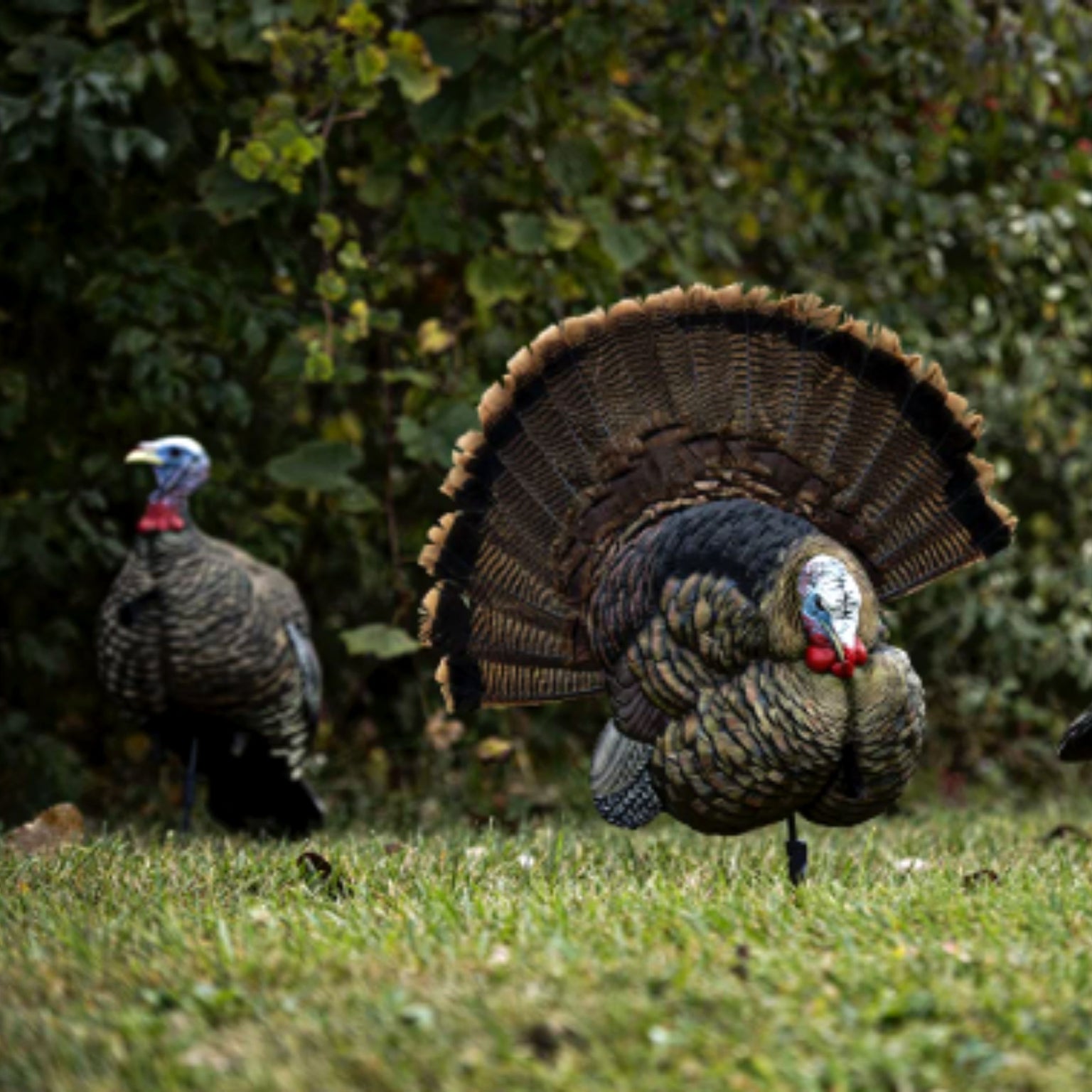Appelants pour dindons sauvages — Groupe Pronature